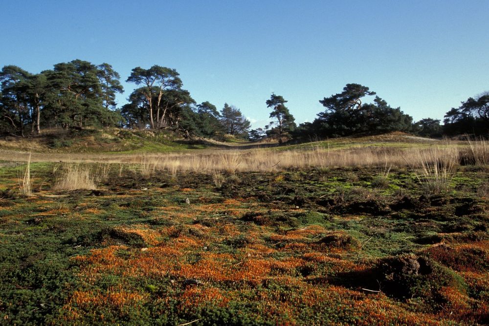 Landgoedvisie Beerze | Landschap Overijssel