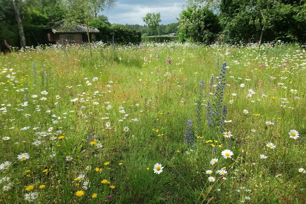 Natuurakkers en bloemenweides | Landschap Overijssel