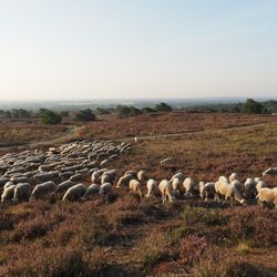 Wierdense Veld | Landschap Overijssel