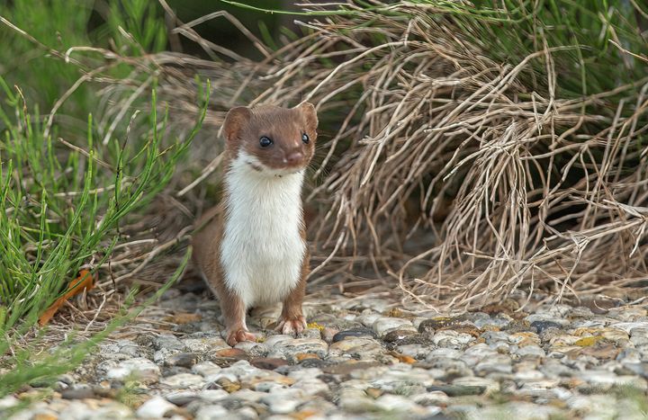 Wezel | Landschap Overijssel